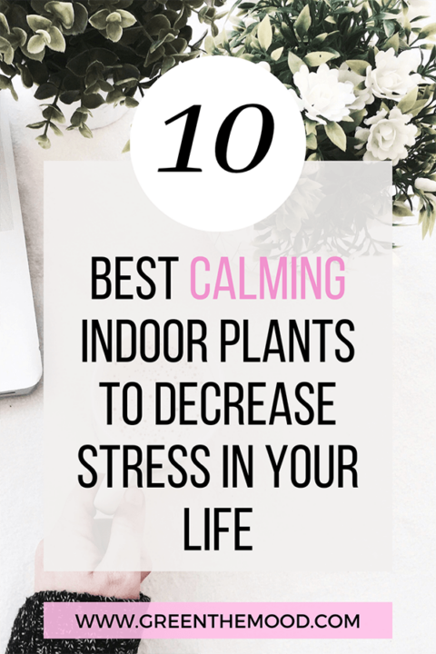 10+1 Best House Plants to Create a Calm Place at Home!